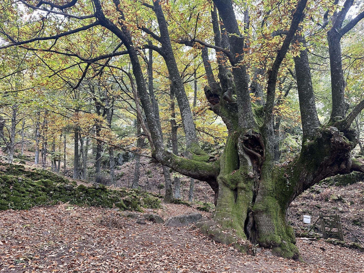 Qué ver en el Valle del Ambroz: pueblos, rutas y más (con mapa ...